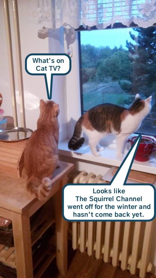 Winter hibernation - Lolcats - lol | cat memes | funny cats | funny cat ...