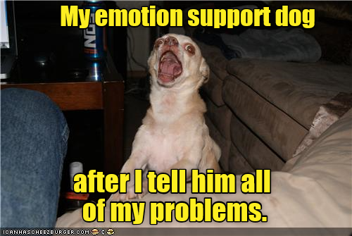 My emotional support dog needs an emotional support dog. - I Has A ...