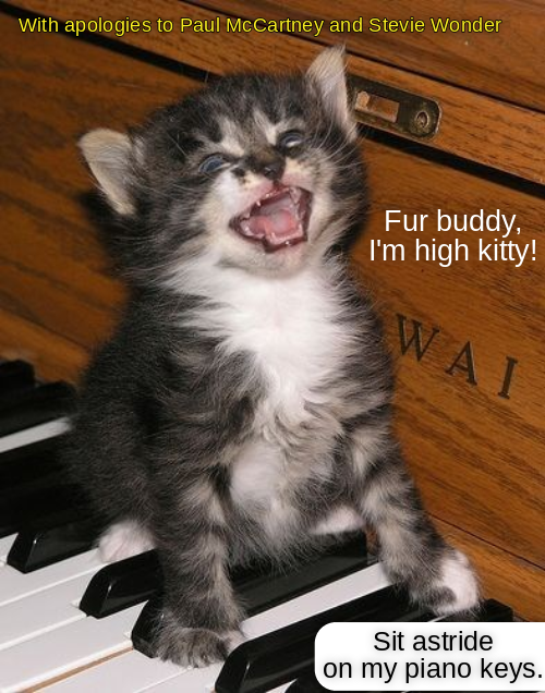 With apologies to Paul McCartney and Stevie Wonder - Lolcats - lol ...