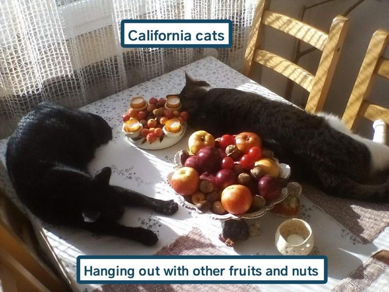 But they draw the line at surfing - Lolcats - lol | cat memes | funny ...