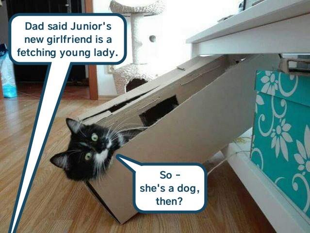 You'll make Junior barking mad, kitteh - Lolcats - lol | cat memes ...