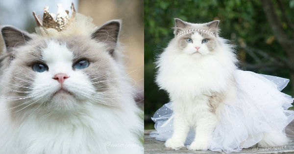 Bow Down and Kiss the Paw of Princess Aurora, the Most Elegant Cat You ...