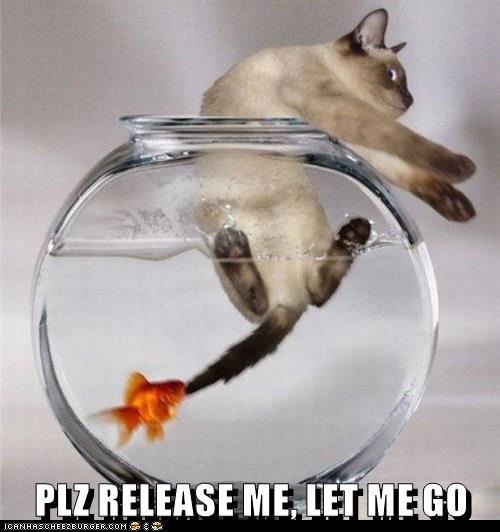 PLZ RELEASE ME, LET ME GO - Lolcats - lol | cat memes | funny cats ...