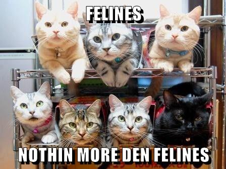 FELINES - Lolcats - lol | cat memes | funny cats | funny cat pictures ...