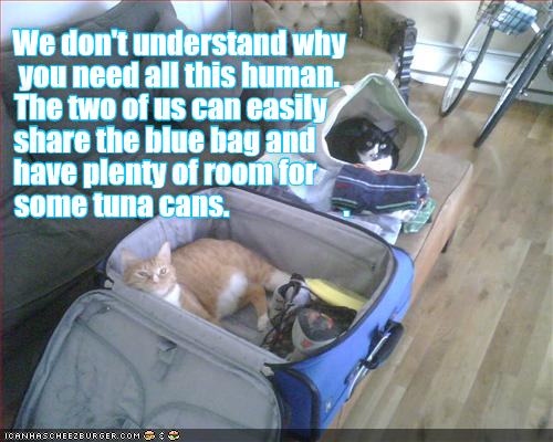 Pack sensibly when you travel - Lolcats - lol | cat memes | funny cats ...