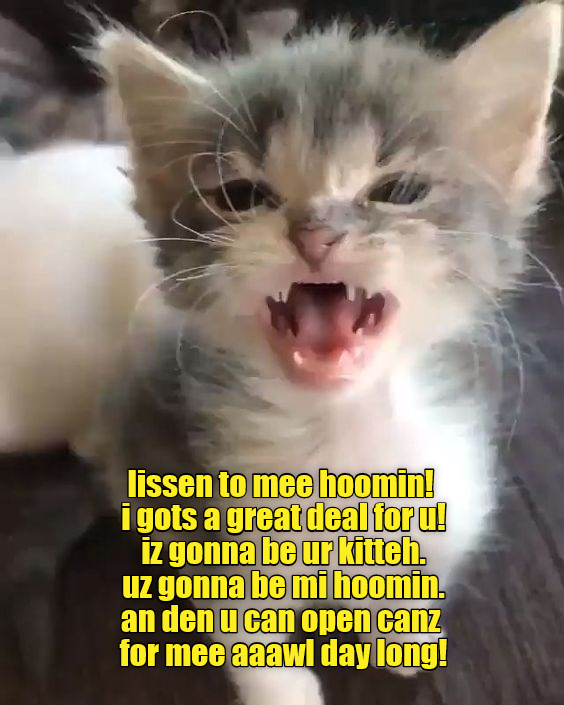 Oh wow what a splendid plan! - Lolcats - lol | cat memes | funny cats ...