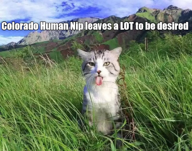 BLECH! - Lolcats - lol | cat memes | funny cats | funny cat pictures ...