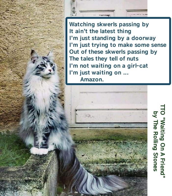 Lolcats - delivery - LOL at Funny Cat Memes - Funny cat pictures with ...