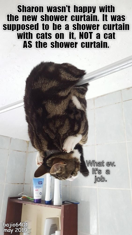 CUSTOMER SERVICE IS GOING TO HEAR ABOUT THIS - Lolcats - lol | cat ...