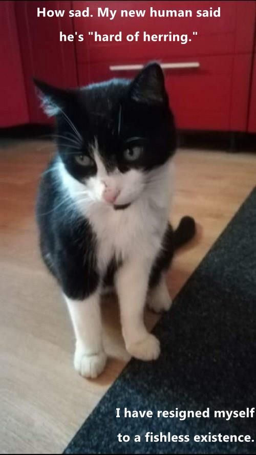 How sad - Lolcats - lol | cat memes | funny cats | funny cat pictures ...