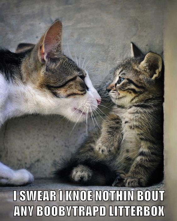 I SWEAR - Lolcats - lol | cat memes | funny cats | funny cat pictures ...