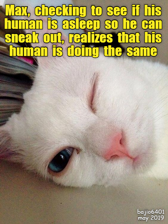 YOU BOTH ARE BUSTED - Lolcats - lol | cat memes | funny cats | funny ...