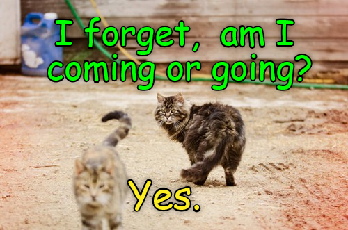 So helpful. - Lolcats - lol | cat memes | funny cats | funny cat ...