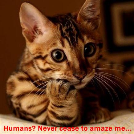 Humans? Never cease to amaze me... - Lolcats - lol | cat memes | funny ...