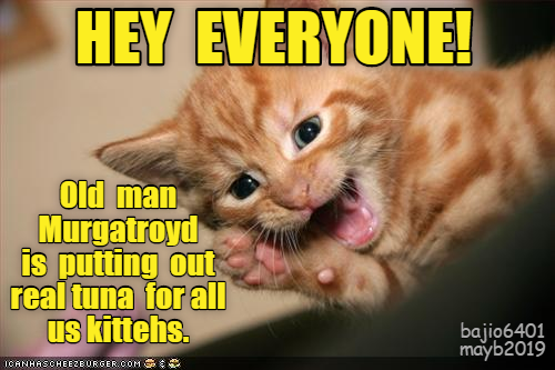 NEIGHBORHOOD ALERT - Lolcats - lol | cat memes | funny cats | funny cat ...