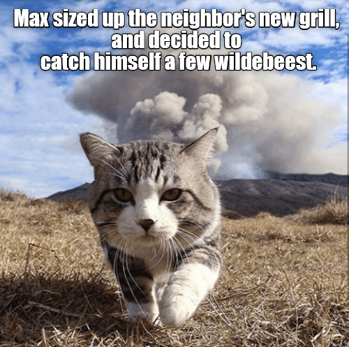 Max - Lolcats - lol | cat memes | funny cats | funny cat pictures with ...