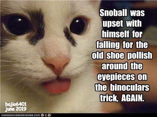 FOOL ME MORE THAN ONCE - Lolcats - lol | cat memes | funny cats | funny ...