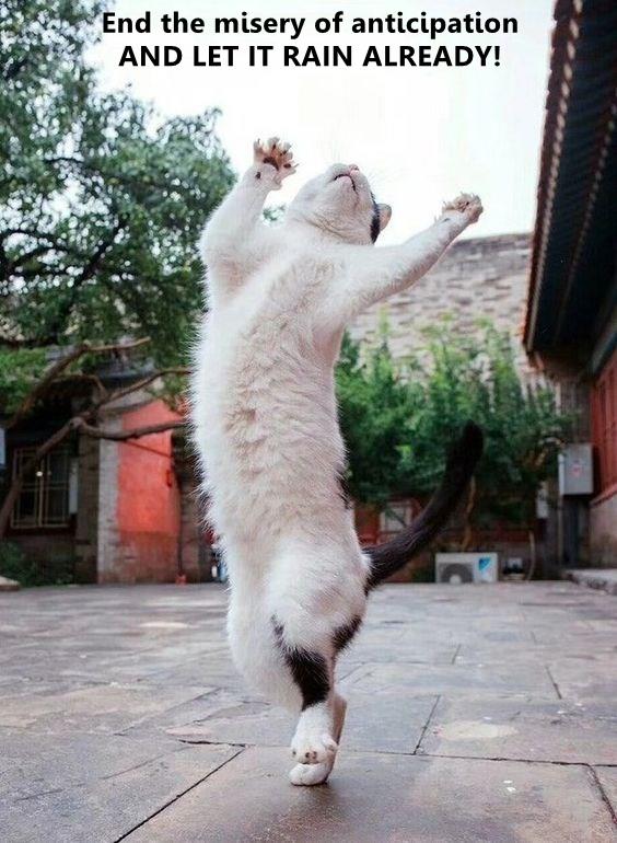 End the misery - Lolcats - lol | cat memes | funny cats | funny cat ...