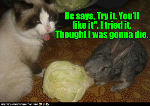 Early '70's Alka-Seltzer commercial - Lolcats - lol | cat memes | funny ...