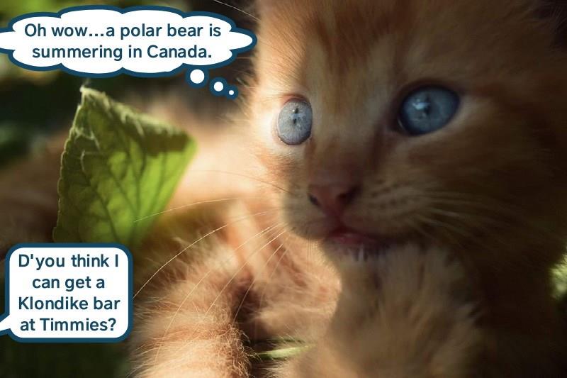 A polar bear in Canada, eh? - Lolcats - lol | cat memes | funny cats ...