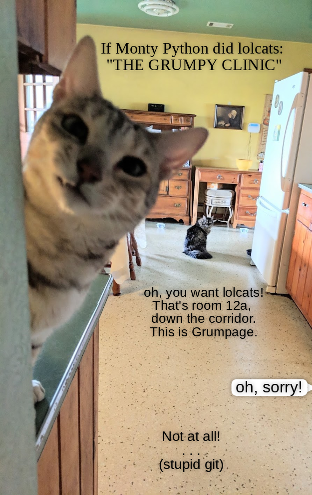 If Monty Python did lolcats - Lolcats - lol | cat memes | funny cats ...