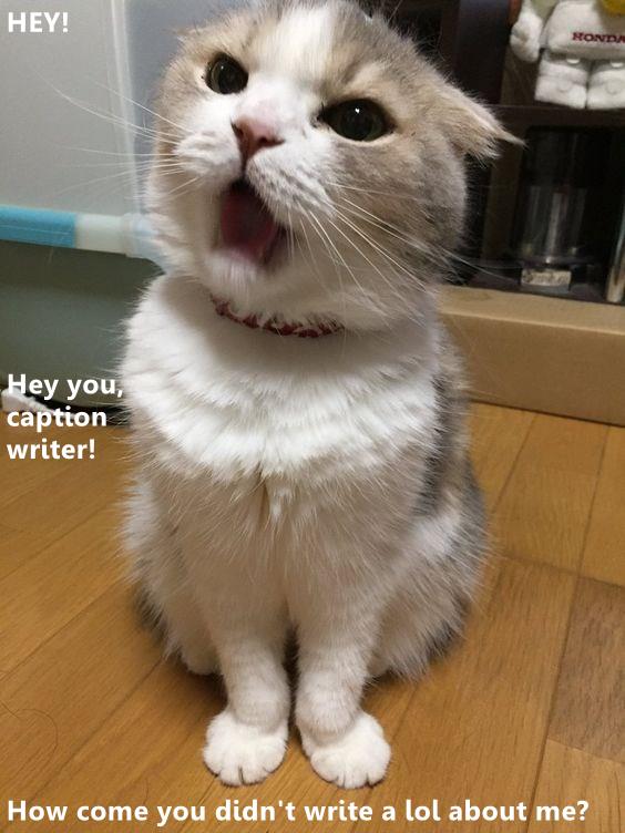 HEY! - Lolcats - lol | cat memes | funny cats | funny cat pictures with ...