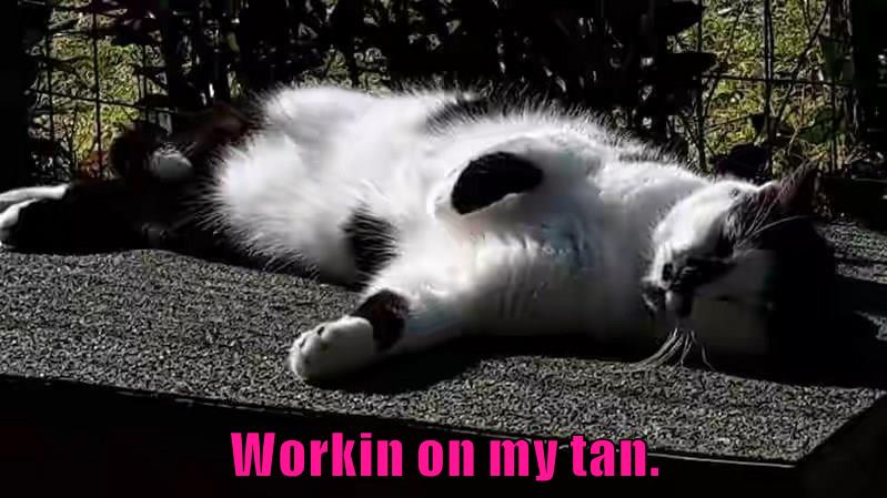 Workin on my tan. - Lolcats - lol | cat memes | funny cats | funny cat ...