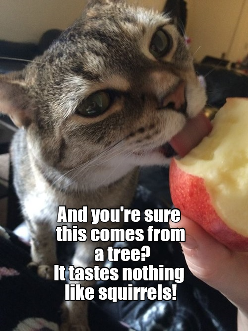 Are you sure about that? - Lolcats - lol | cat memes | funny cats ...
