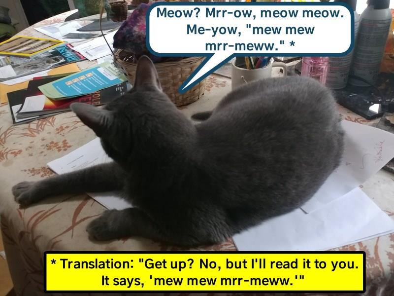 Thanks kitteh, that's very helpful - Lolcats - lol | cat memes | funny ...