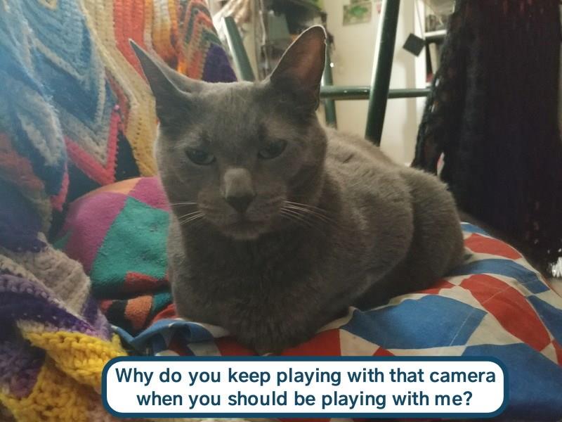 J'accuse - Lolcats - lol | cat memes | funny cats | funny cat pictures ...