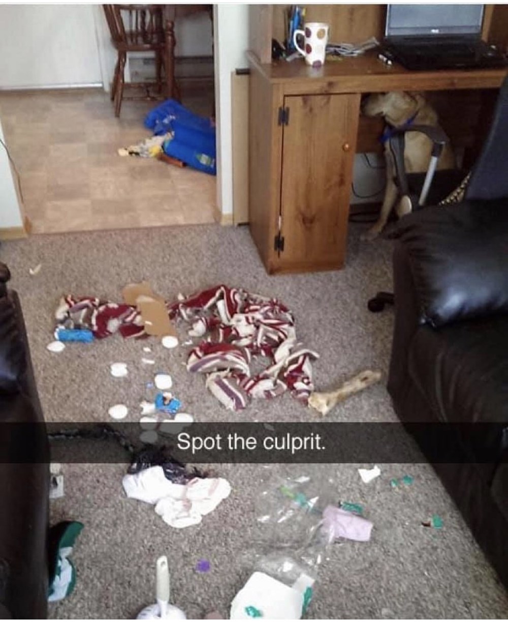 Can't Possibly Imagine Who Did It - Memebase - Funny Memes