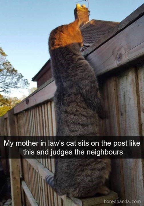 Judgemental Cat - I Can Has Cheezburger?