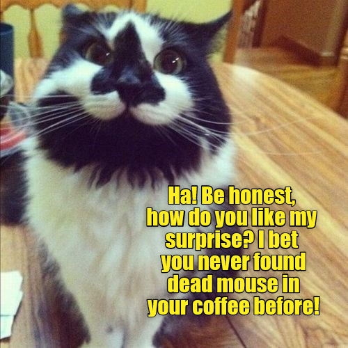 First time indeed - Lolcats - lol | cat memes | funny cats | funny cat pictures with words on ...