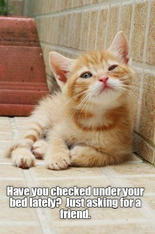 Asking for a friend - Lolcats - lol | cat memes | funny cats | funny ...