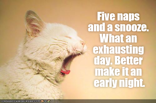 Five naps and a snooze - Lolcats - lol | cat memes | funny cats | funny ...