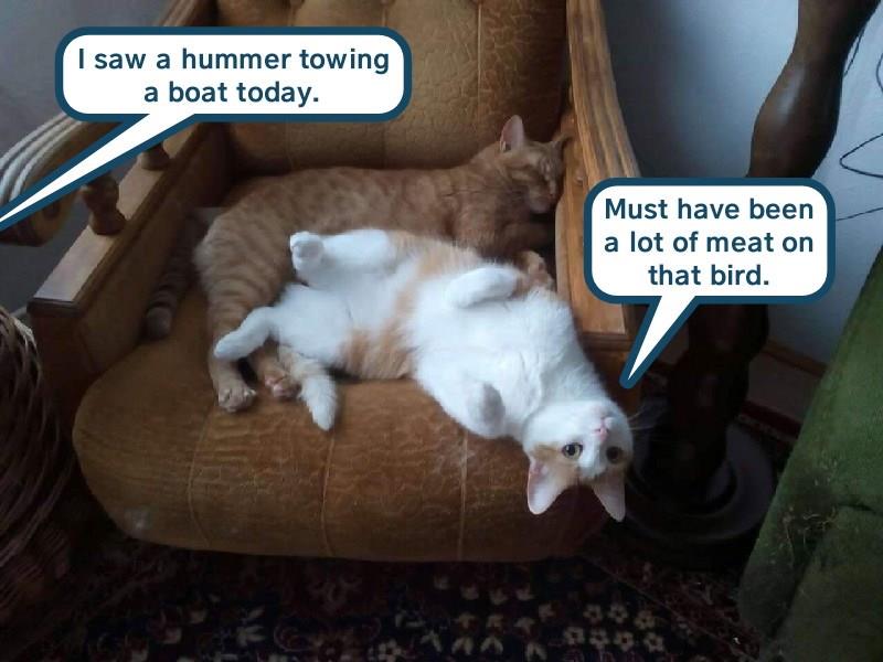 Exceeding kitteh expectations - Lolcats - lol | cat memes | funny cats ...