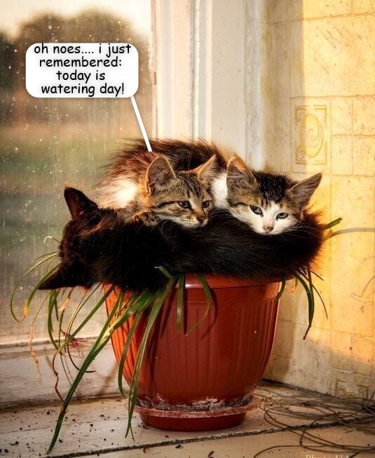 We'll have to move! - Lolcats - lol | cat memes | funny cats | funny ...