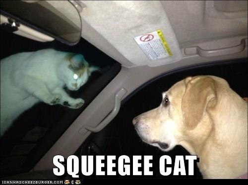 SQUEEGEE CAT - I Has A Hotdog - Dog Pictures - Funny pictures of dogs ...