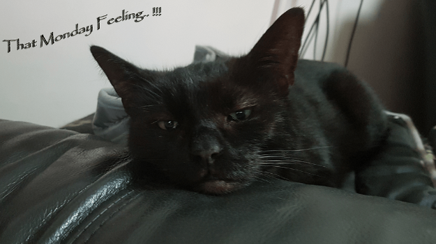 That Monday Feeling - Lolcats - lol | cat memes | funny cats | funny ...