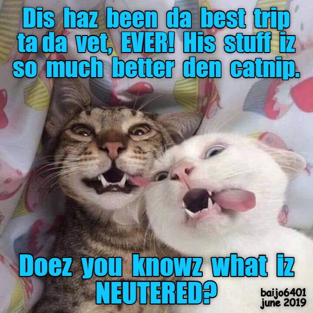 THEY'LL NOTICE SOMETHING IS MISSING LATER - Lolcats - lol | cat memes ...