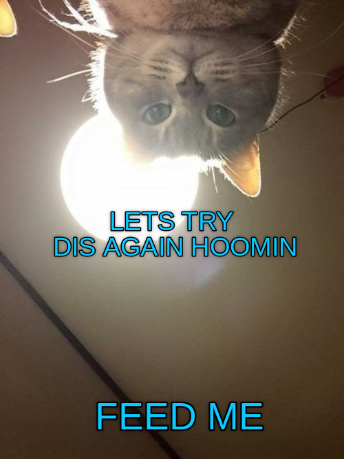 Don't Disobey the Cat - Lolcats - lol | cat memes | funny cats | funny ...