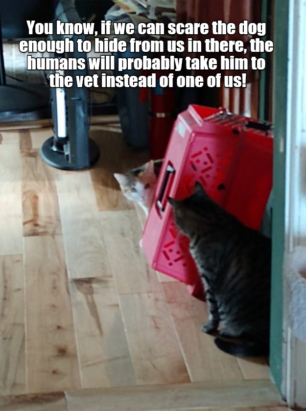 Good plan! - Lolcats - lol | cat memes | funny cats | funny cat ...