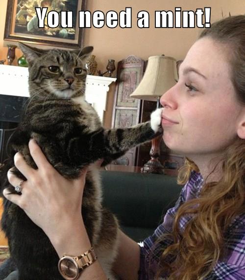 You need a mint! - Lolcats - lol | cat memes | funny cats | funny cat ...