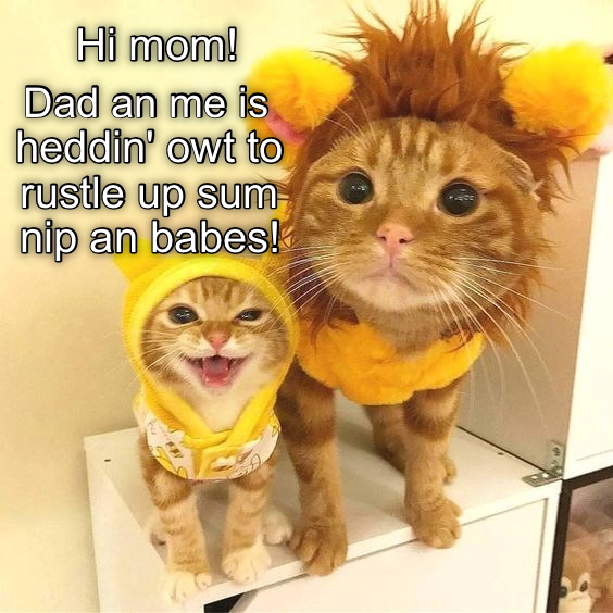 OOPS! - Lolcats - lol | cat memes | funny cats | funny cat pictures ...