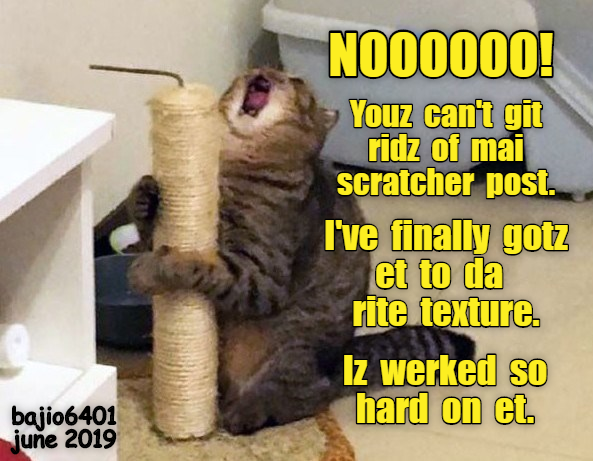 LEAVE IT ALONE! - Lolcats - lol | cat memes | funny cats | funny cat ...