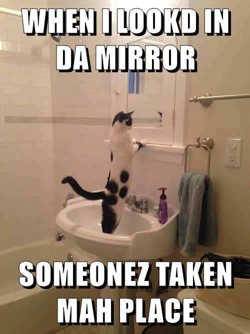 MIRROR - Lolcats - lol | cat memes | funny cats | funny cat pictures ...