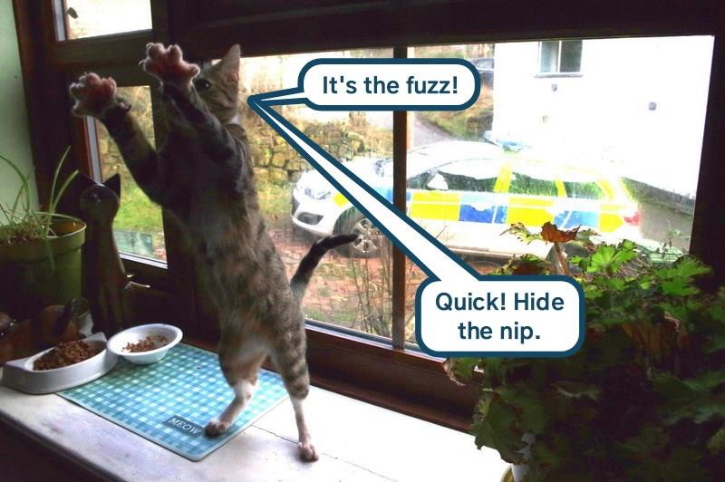 It's the fuzz! - Lolcats - lol | cat memes | funny cats | funny cat ...
