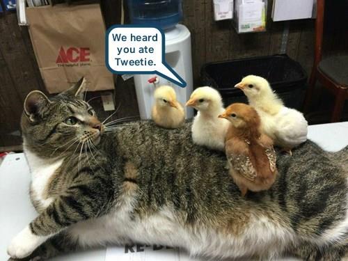 Angry chicks - Lolcats - lol | cat memes | funny cats | funny cat ...