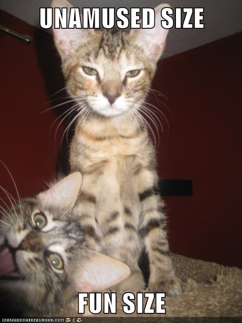 UNAMUSED SIZE FUN SIZE - Lolcats - lol | cat memes | funny cats | funny ...