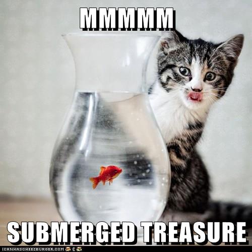 MMMMM - Lolcats - lol | cat memes | funny cats | funny cat pictures ...